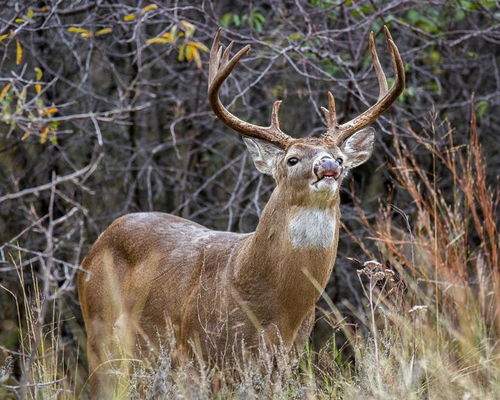 Why Do Deer Snort? The Facts You Need to Know to Stay Undetected