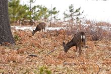 What Do Deer Eat In The Winter? How to Feed Deer During the Cold