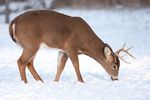 How Much Does A Deer Weigh? All The Facts You Need to Know Now