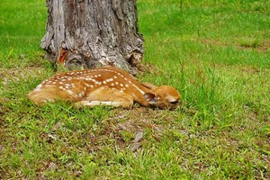 Where Do Deer Sleep? The Important Facts You Need To Know