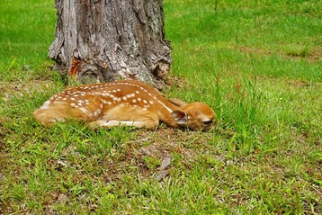Where Do Deer Sleep? The Important Facts You Need To Know