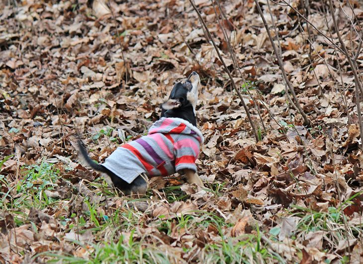 Six Helpful Tips On How To Train A Squirrel Dog - Musket Hunting