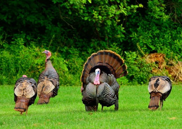 Turkeys Mating Season A Guide To How They Breed And When To Hunt