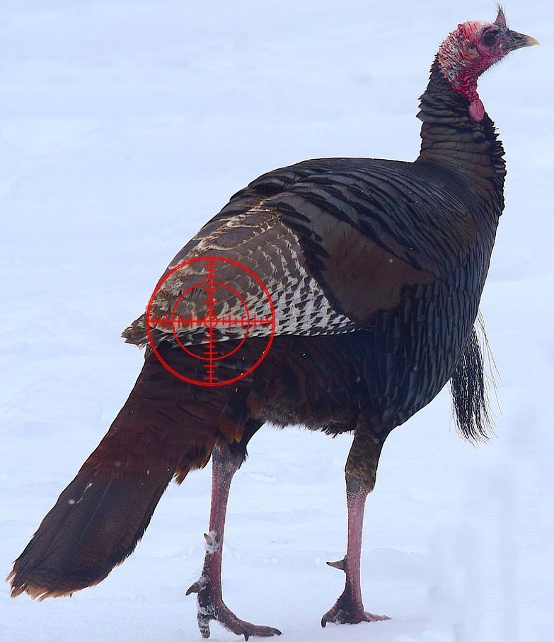 Where to Shoot a Turkey With a Bow: What You Need to Know to Get the ...