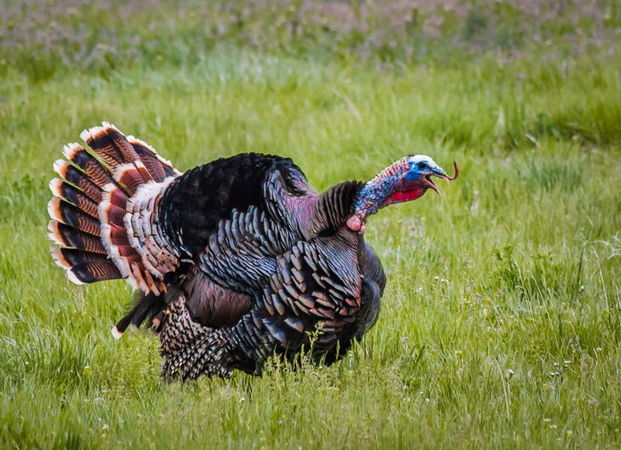 What Does a Turkey Sound Like? 10 Different Calls to Know About!