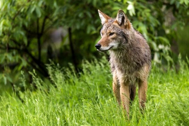 Can You Shoot Coyotes In Florida? What to Learn About Coyote Hunting