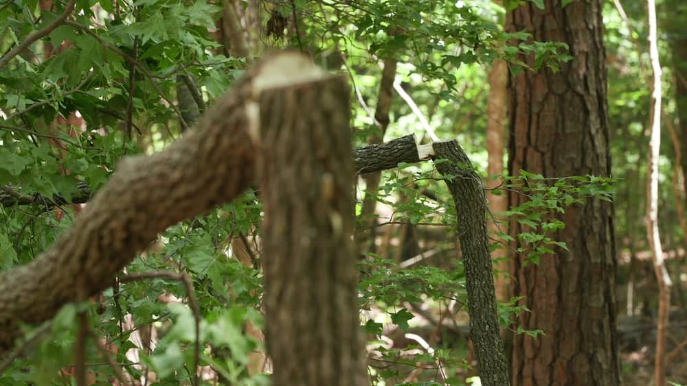 Why Hinge Cut Trees For Deer?