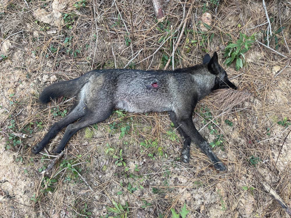 What To Do With A Coyote After You Shoot It?
