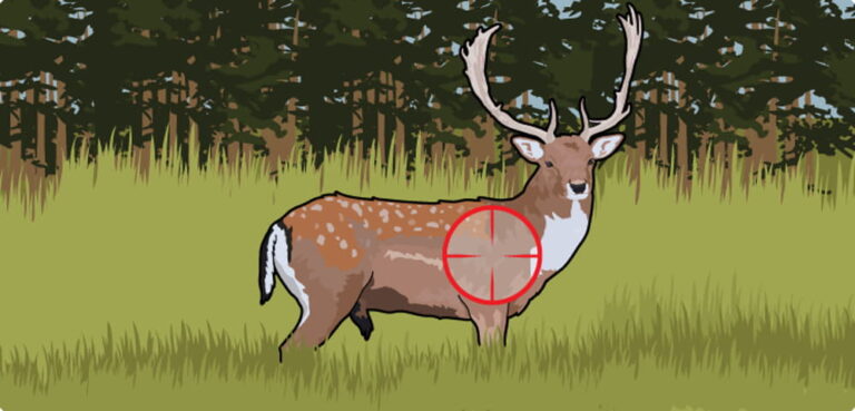 Axis Deer Shot Placement