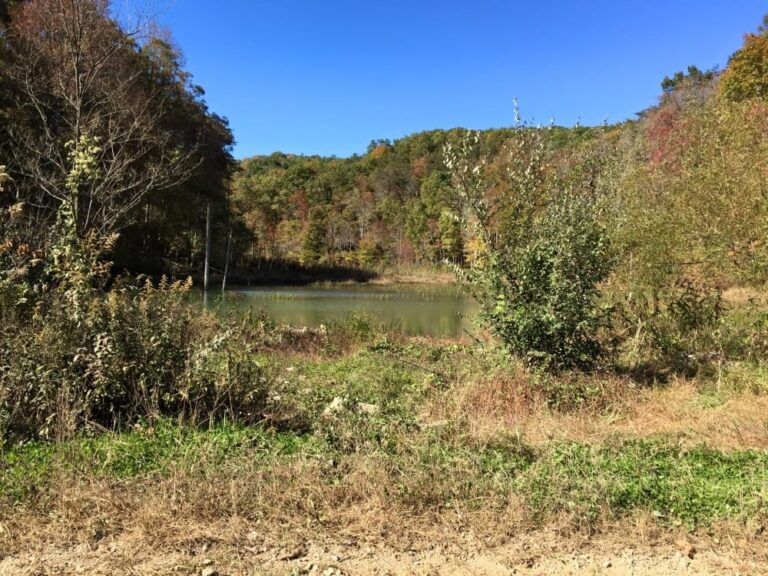 Exploring the Best Public Land for Turkey Hunting in Tennessee