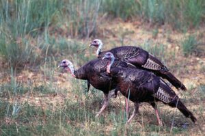 Exploring the Best Public Land for Turkey Hunting in Tennessee