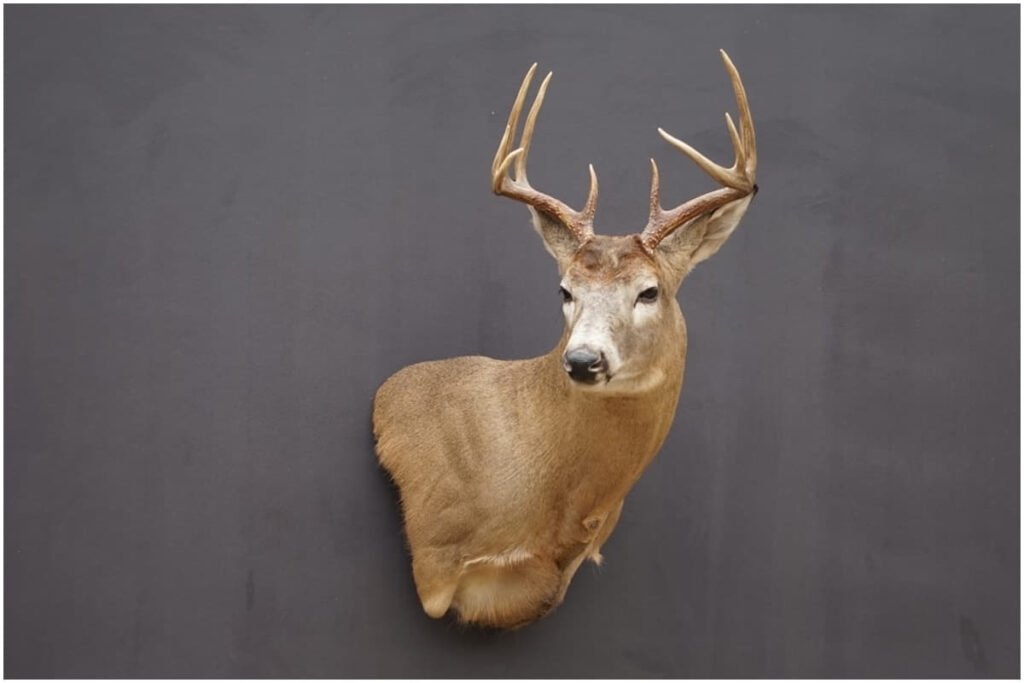 Hanging a Deer in the Garage: Expert Tips for Efficient Processing