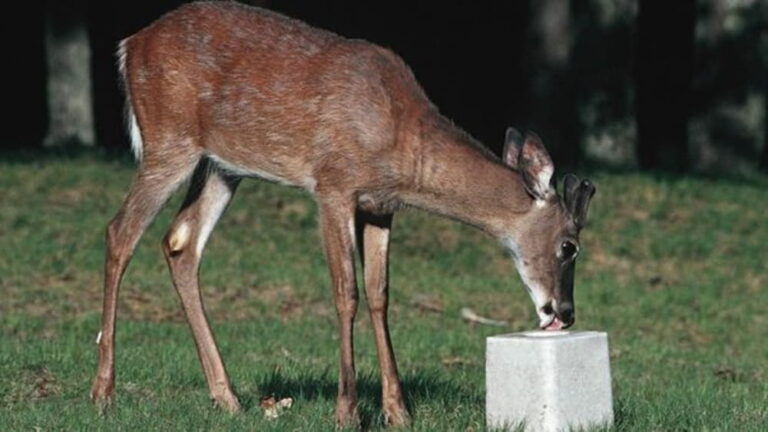 When To Put Out Salt Blocks For Deer?
