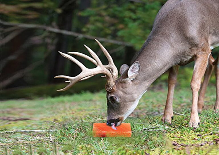 When To Put Out Salt Blocks For Deer?
