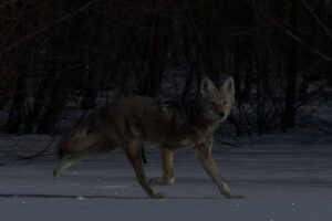 Coyote Calling Sequence At Night And What You Need To Know