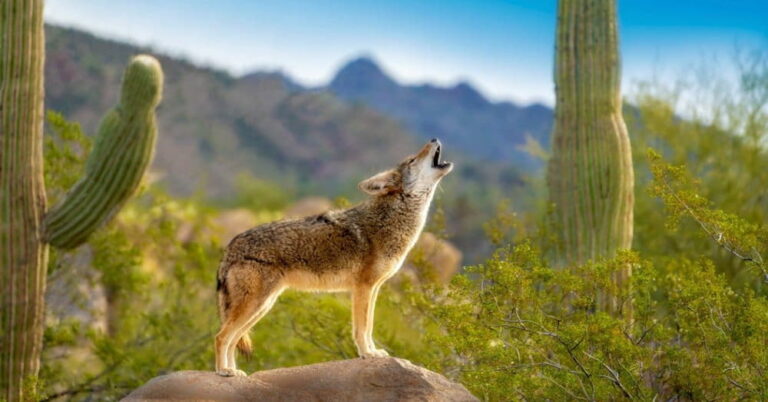 Coyote Calling Sequence At Night And What You Need To Know