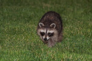 Raccoon Mating Season And Things To Know