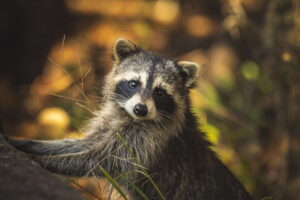 Raccoon Mating Season And Things To Know