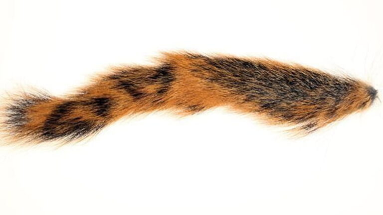 How To Tan A Squirrel Tail