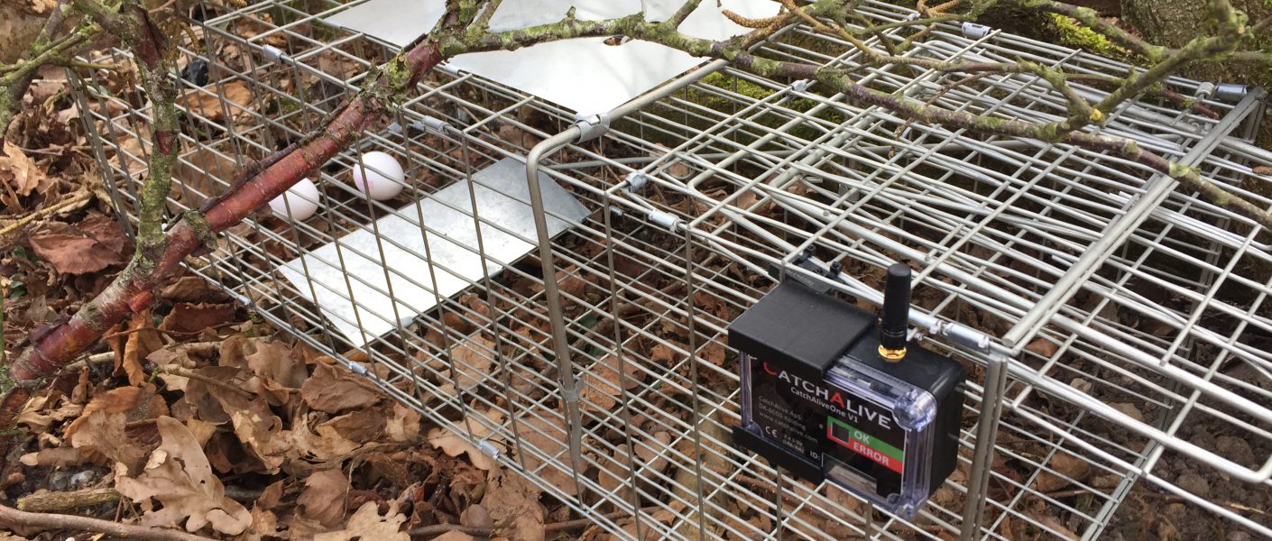 What Do You Hunt Squirrels With?