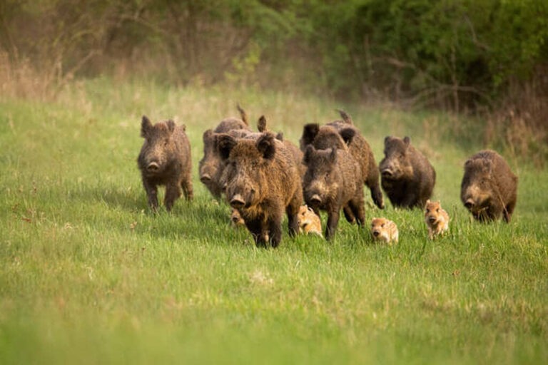 How to Find Hog Bedding Areas: Complete Beginner's Guide