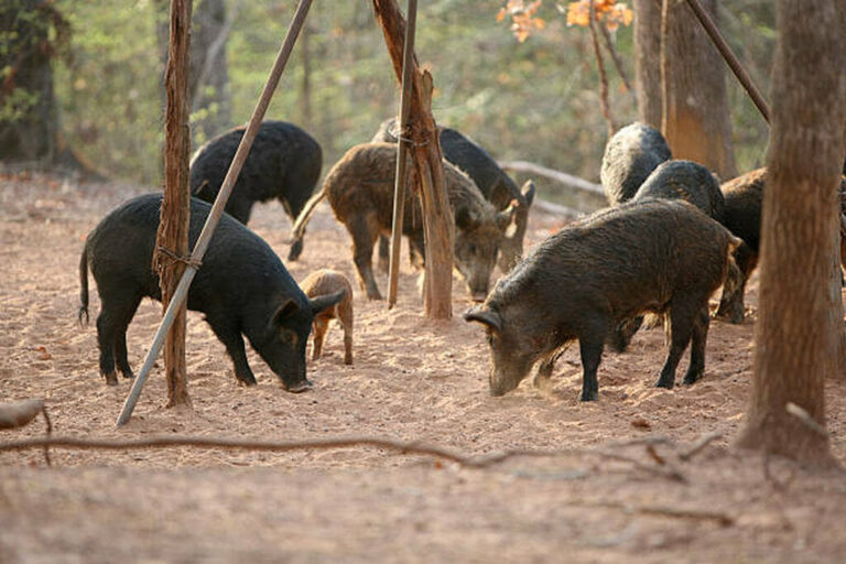 Why Hog Bait Sites Stop Working: 10 Common Causes and Proven Solutions